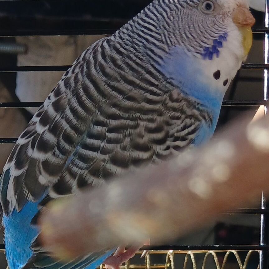 Волнистый попугай с клеткой