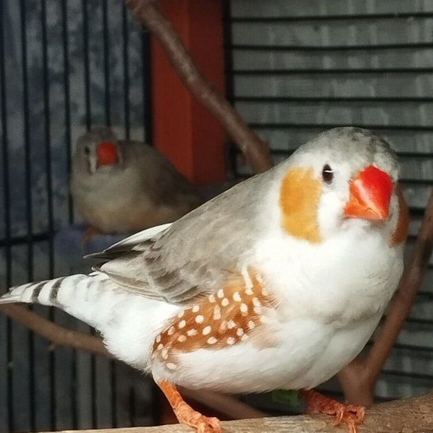 Продам зебравых Амадин