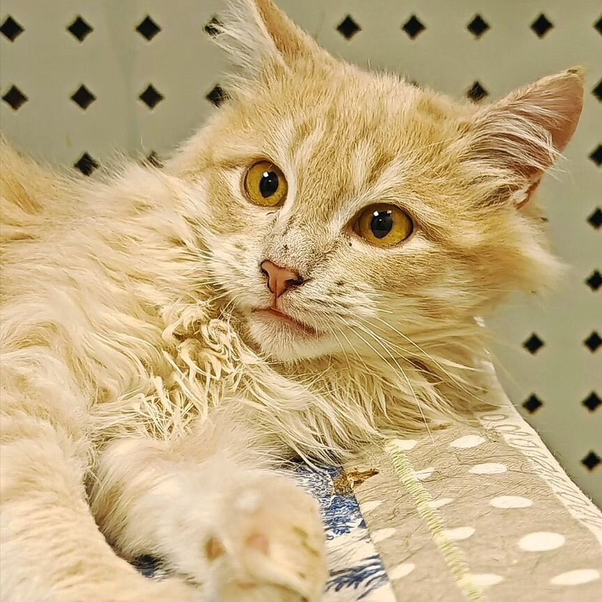 Рыжий котенок Митя