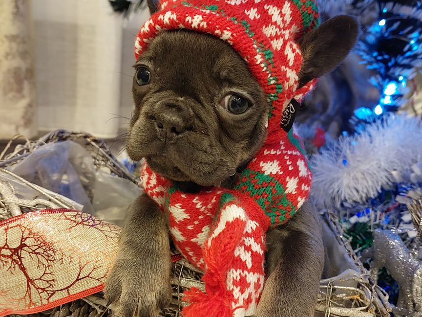 Цветные бульдоги