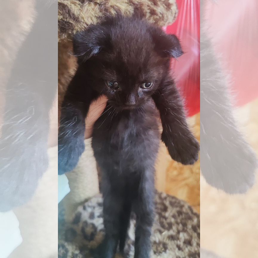 Котята в добрые руки бесплатно