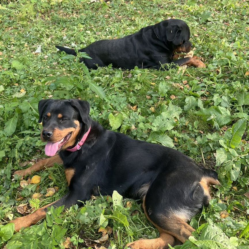 Ротвейлер, взрослая собака