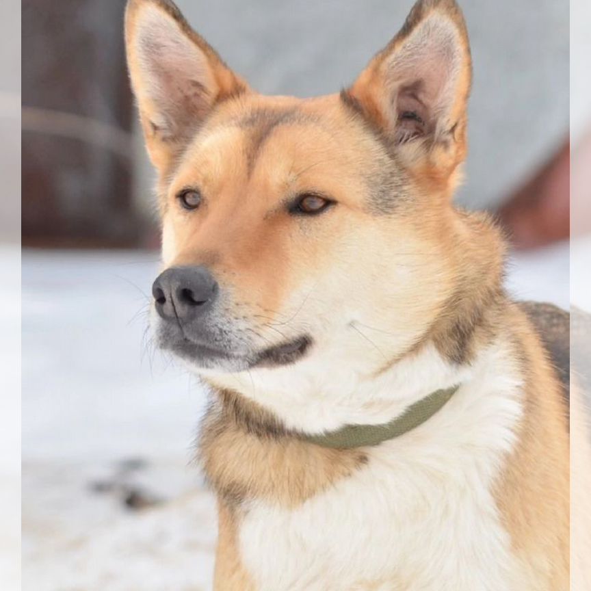 Друг и охранник для вас