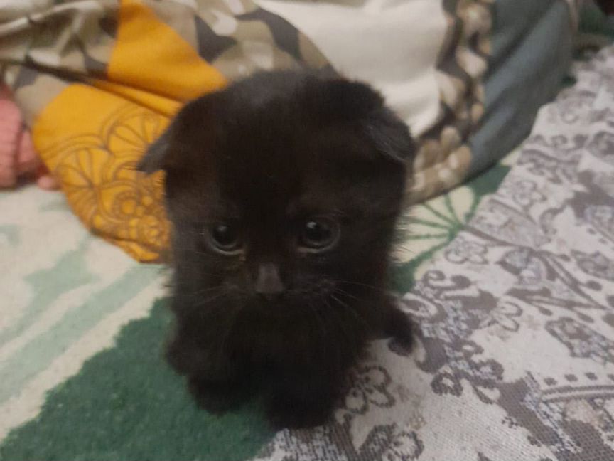Котята