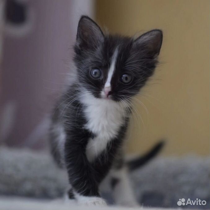 Милый котенок бесплатно