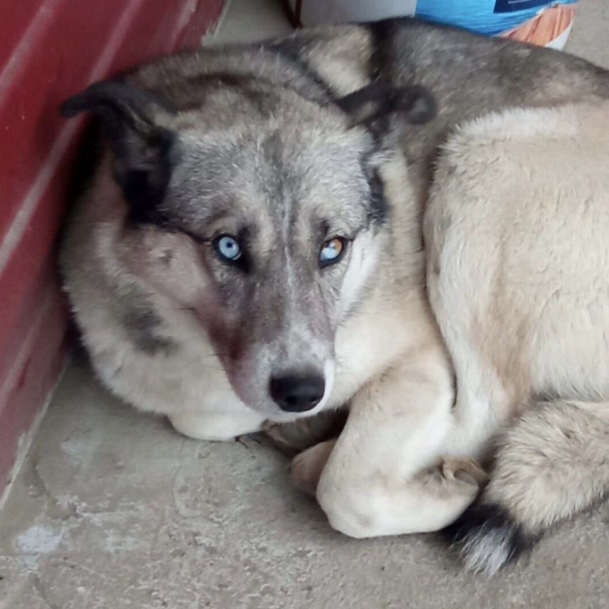 Преданная хозяином собака, в добрые руки