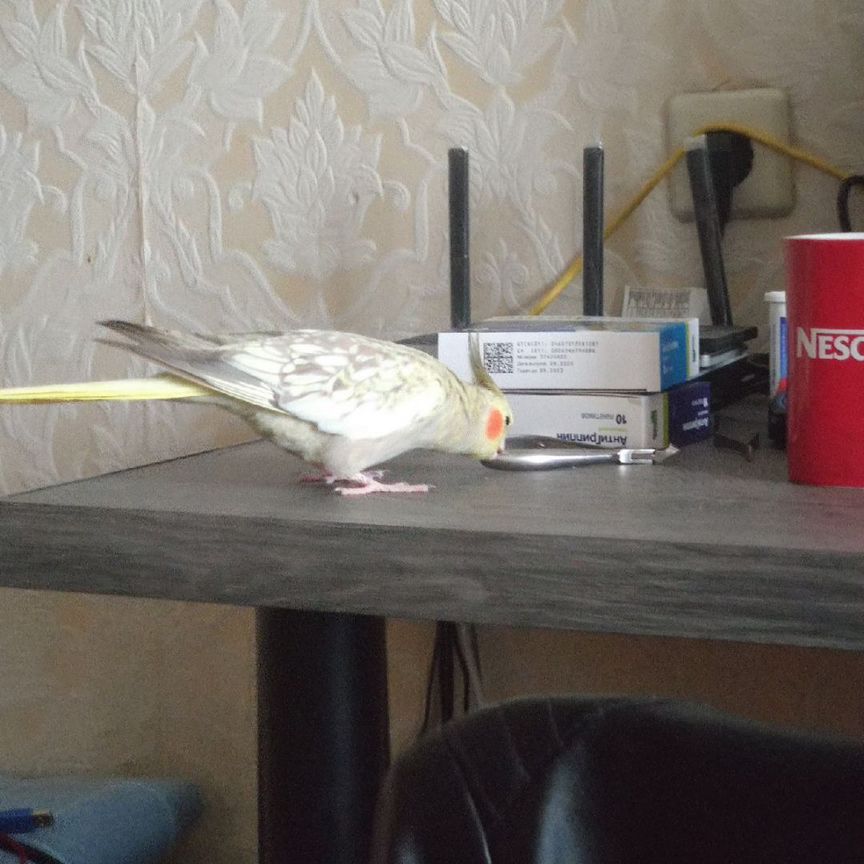Попугай корелла