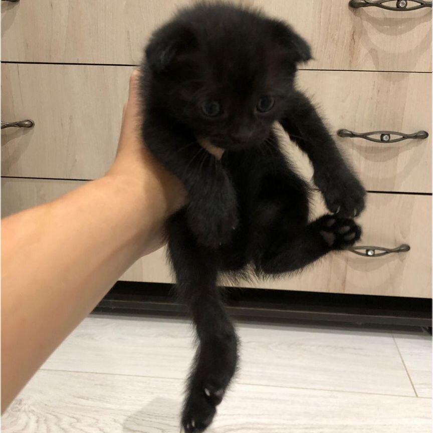 Котята в добрые руки бесплатно черные