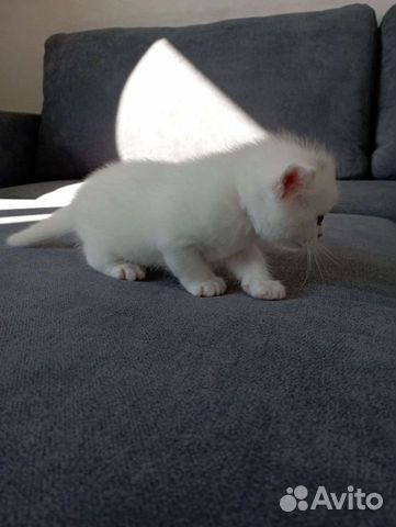 Британский котёнок