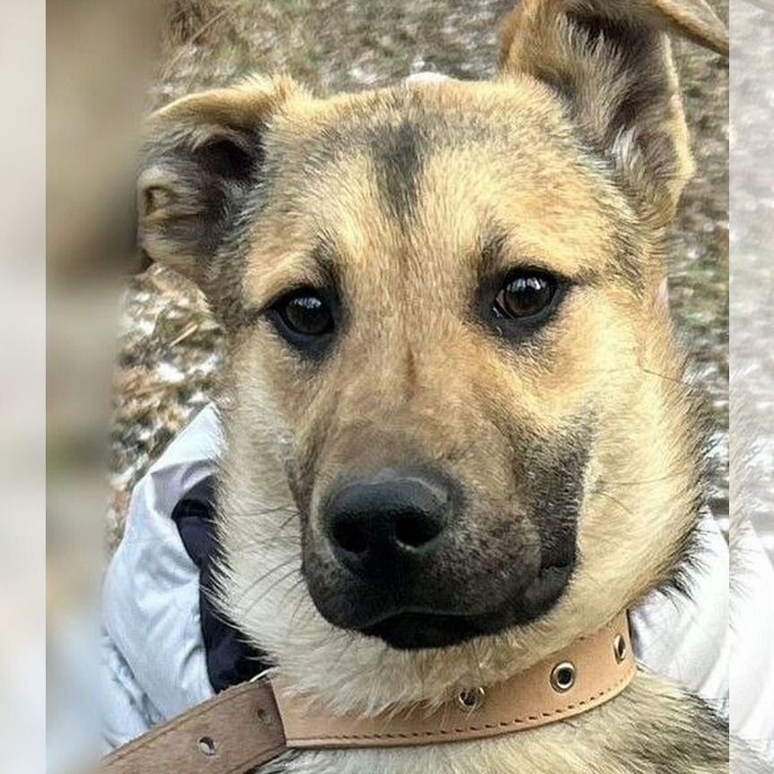 Щенок девочка в добрые руки
