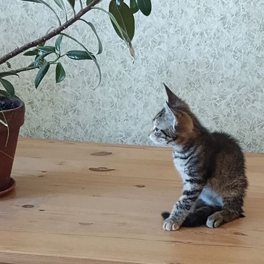 Мейн-кун котёнок