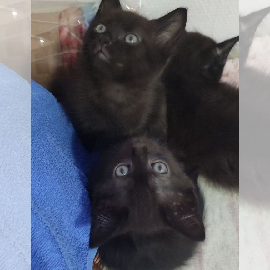 Чёрные котята в добрые надёжные руки