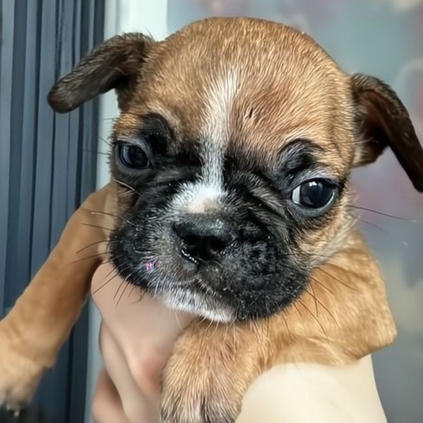 Французский бульдог, щенок