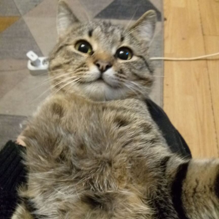 Отдам кота в добрые руки