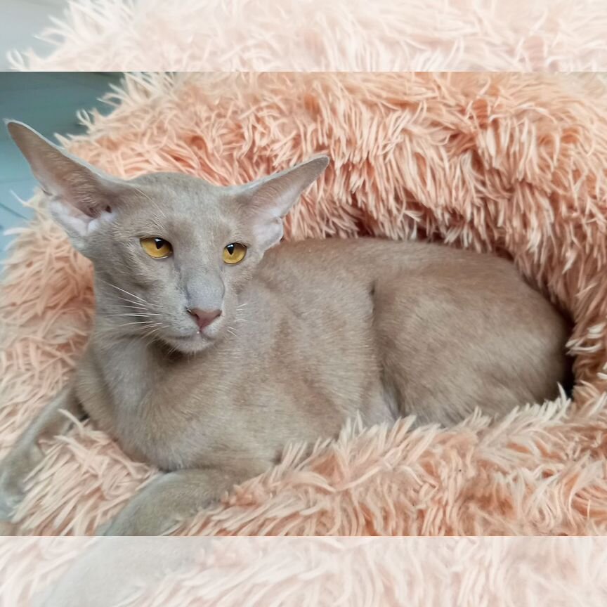Ориентальная кошка