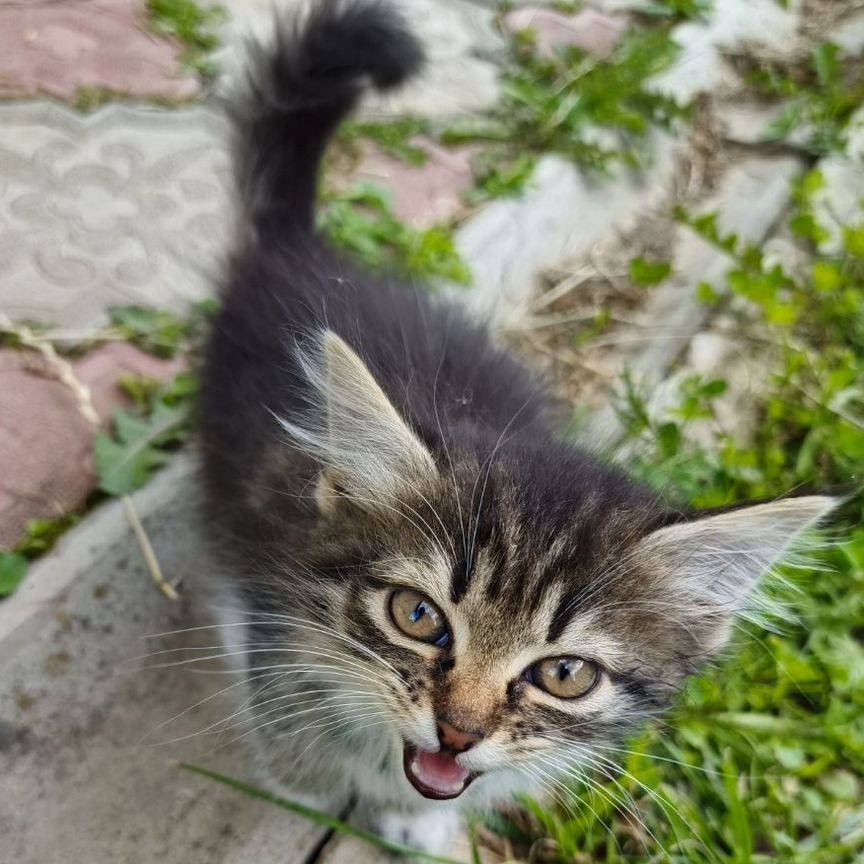 Котята в добрые руки бесплатно