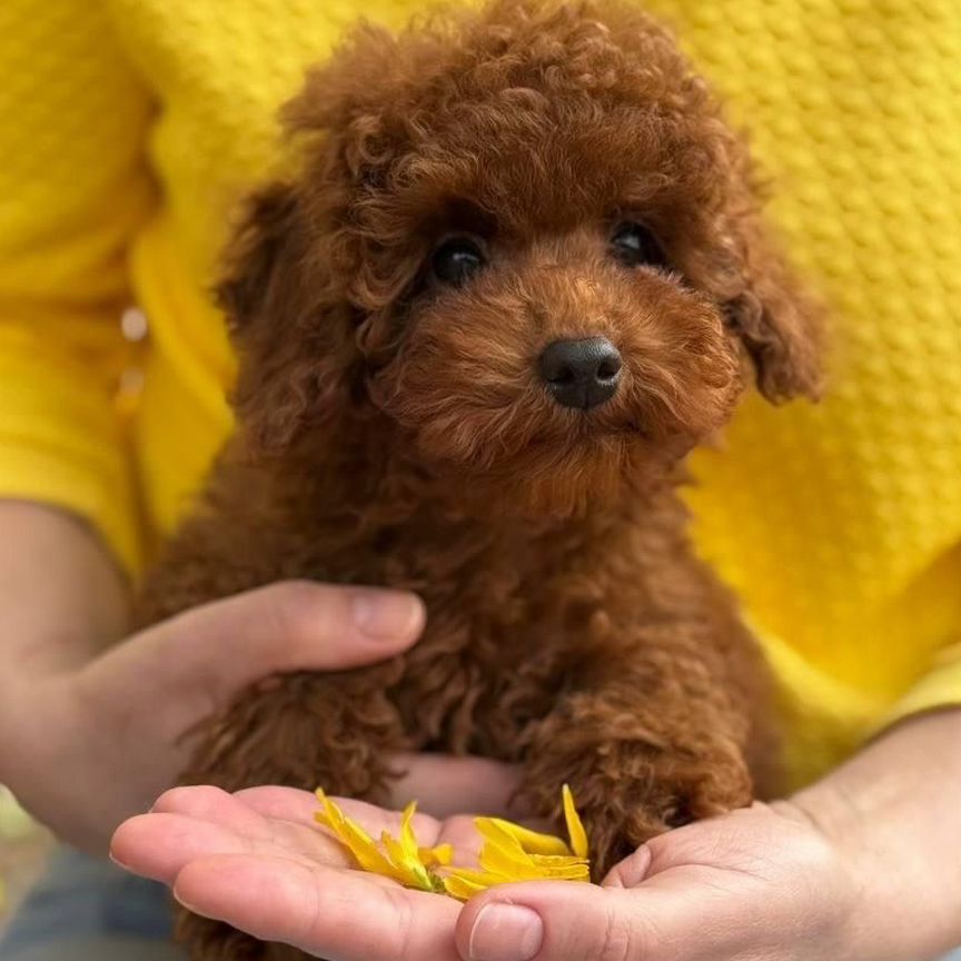 Той-пудель, щенок