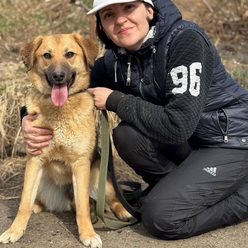 Взрослая собака в добрые руки