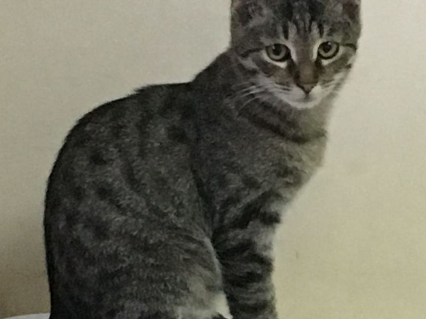 Котейка (мальчик)