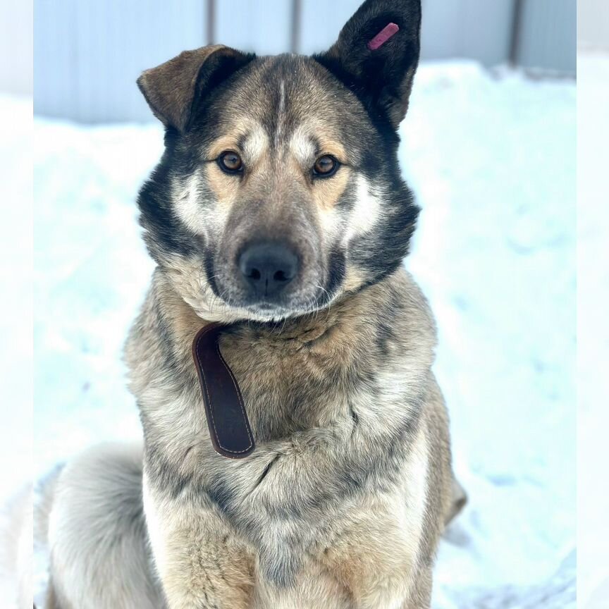 Взрослый пёс в добрые руки