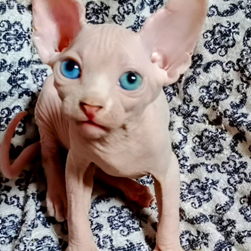 7 чудо света