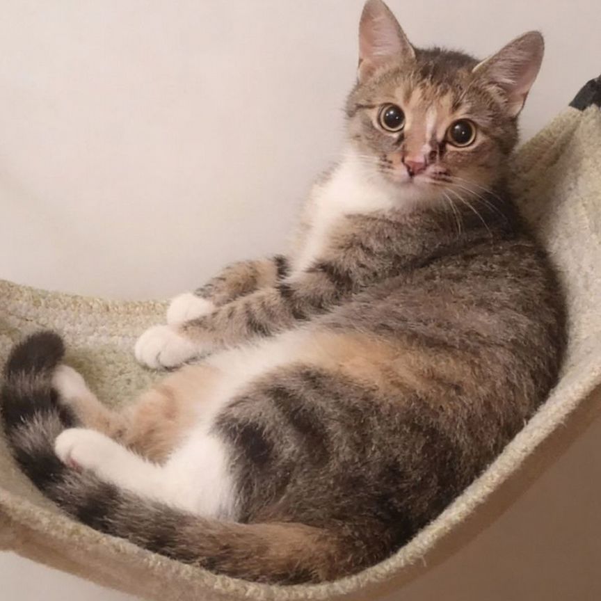 Взрослая, кошка в добрые руки