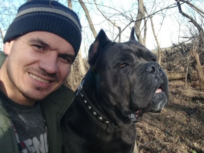 Кобель вязка кане Корсо