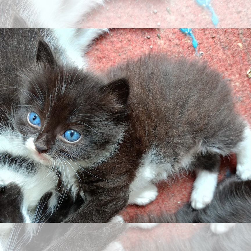 Котик мальчик бесплатно