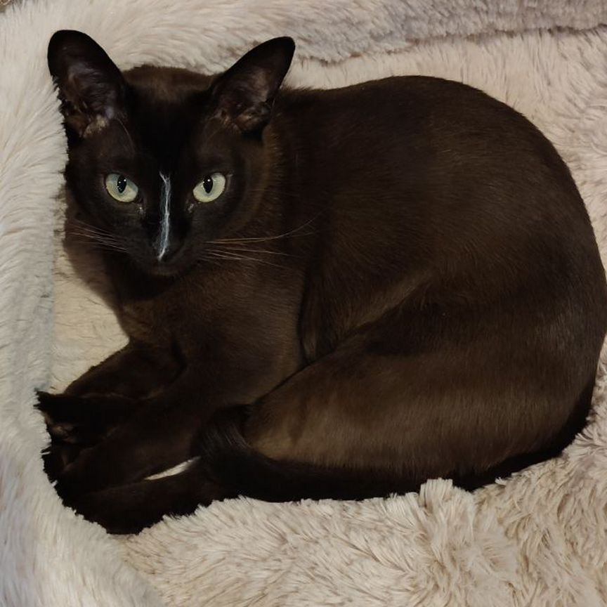 Взрослая, Девочка кошка в добрые руки