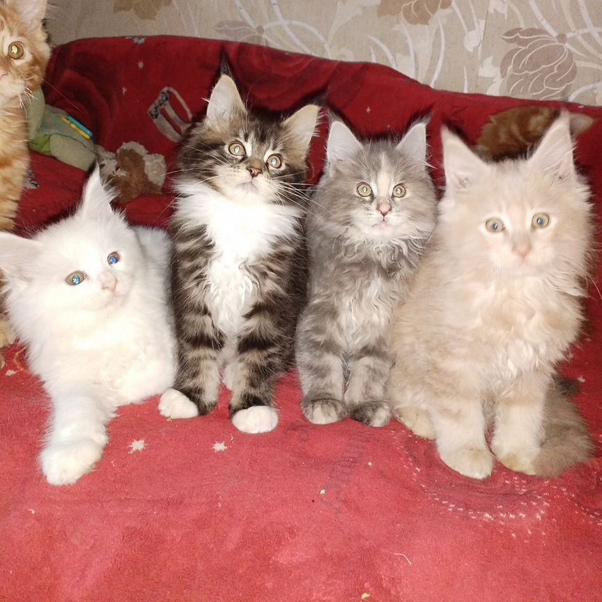 Мейн-кун котёнок