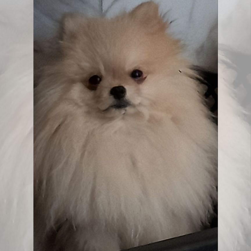 Померанский шпиц, взрослый пёс