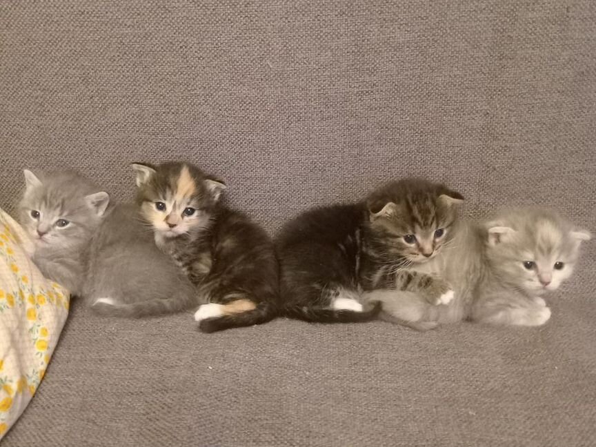 Вислоухие котята, метисы