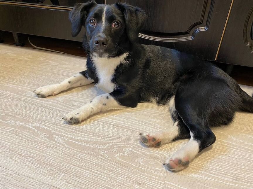 Маленькая собака в добрые руки