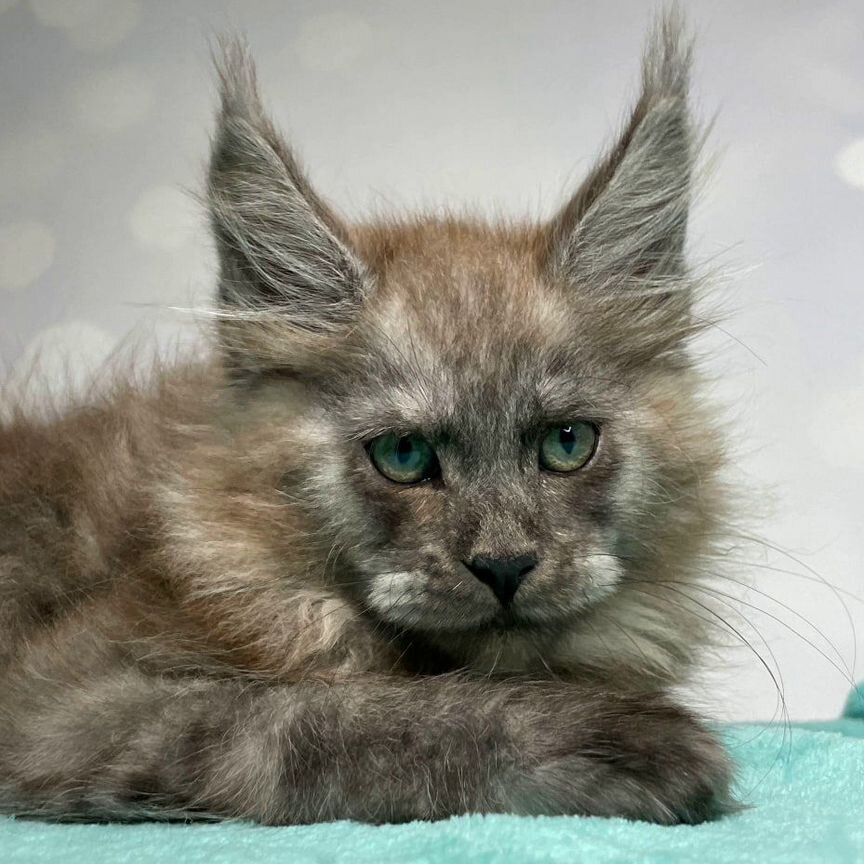 Мейн-кун котёнок