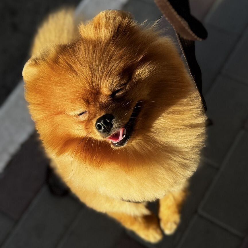 Померанский шпиц, щенок