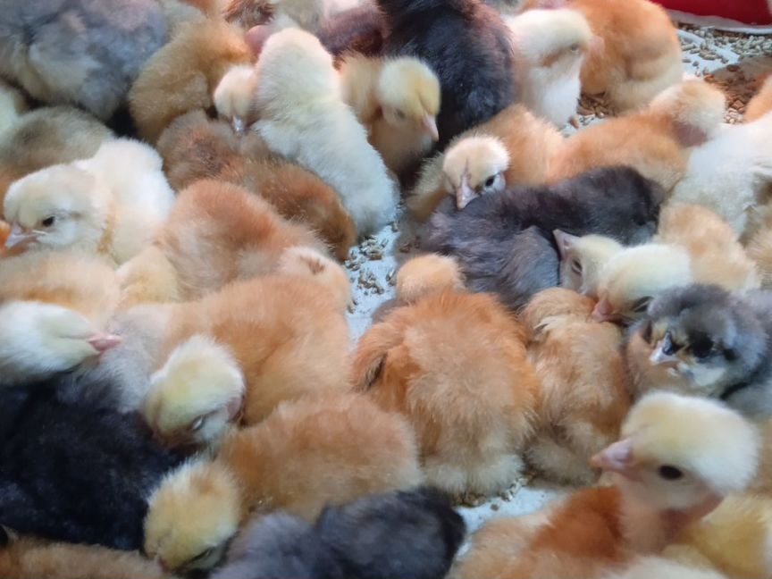 Голошейка, Доминант 459 и 107