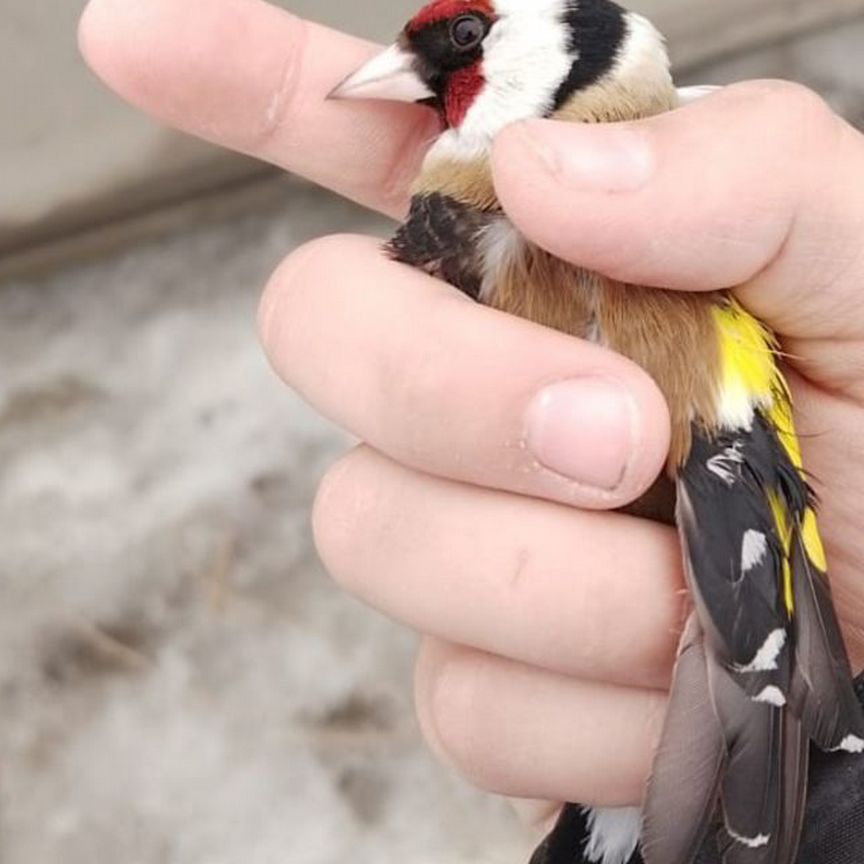 Птица щегол