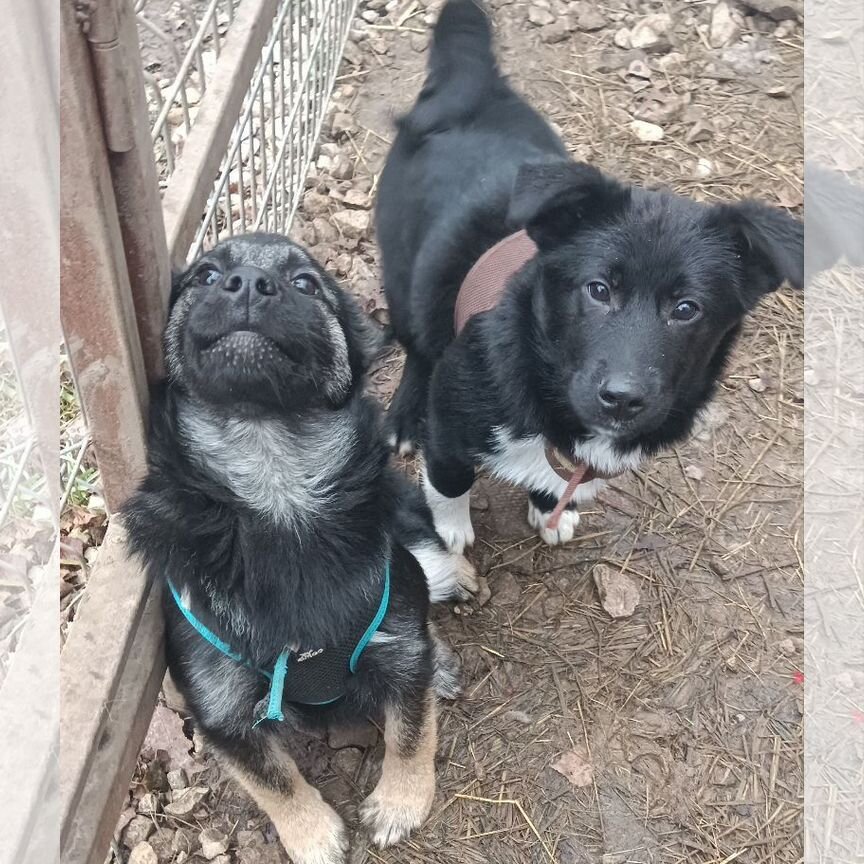 Щенок в добрые руки