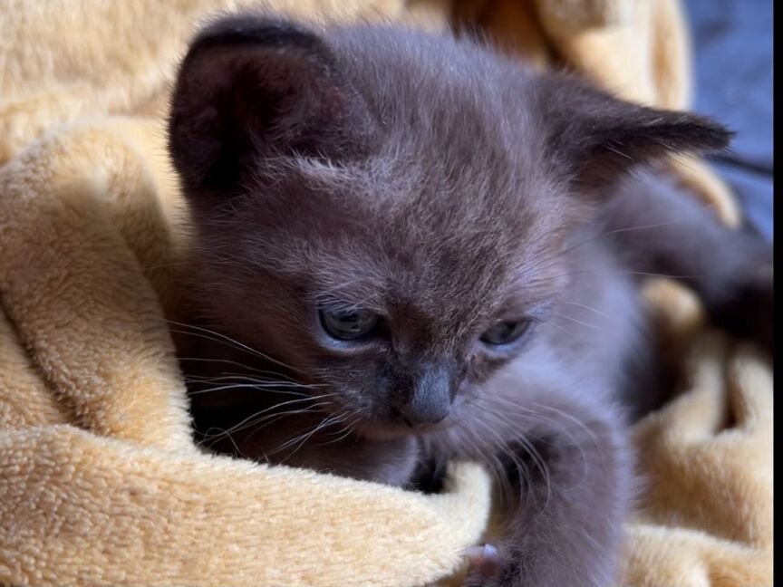 Европейская бурма котята