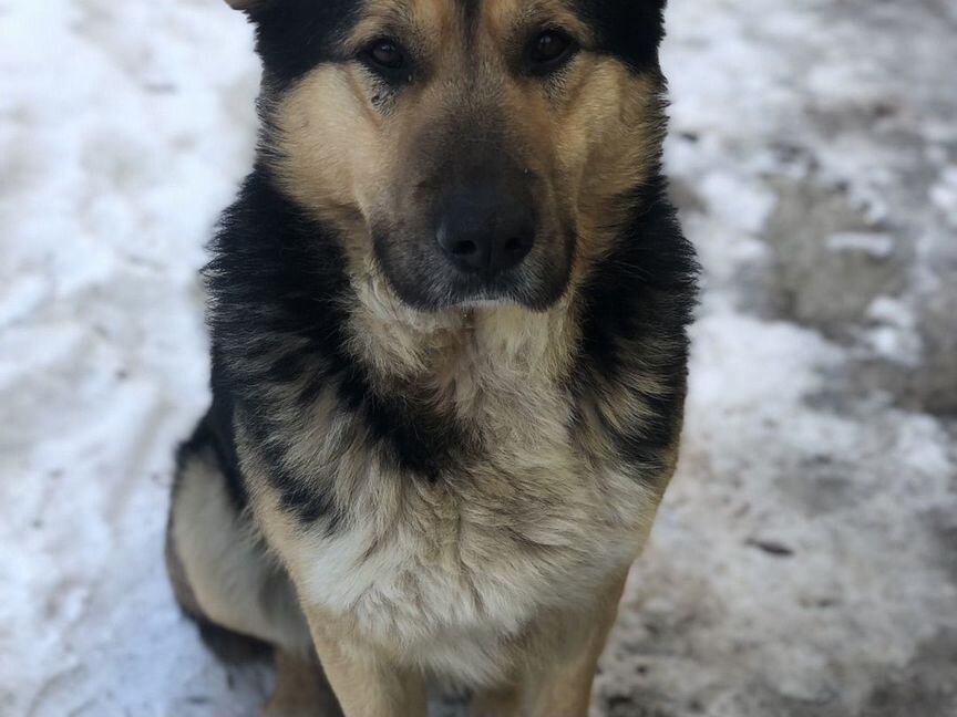 Собака в добрые руки