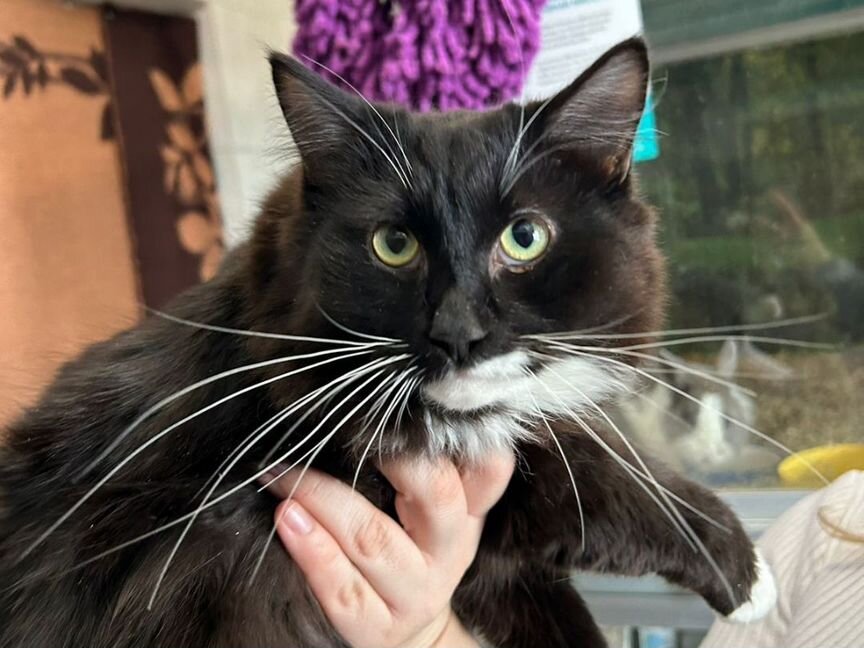 Пушистый молодой котик из приюта