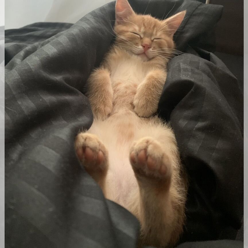 Котёнок в добрые руки