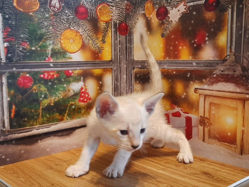 Ориентальный кот сил поинт