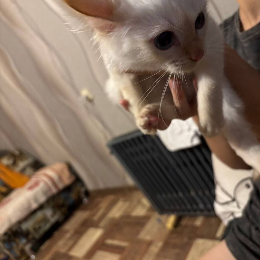 Рыжий котенок