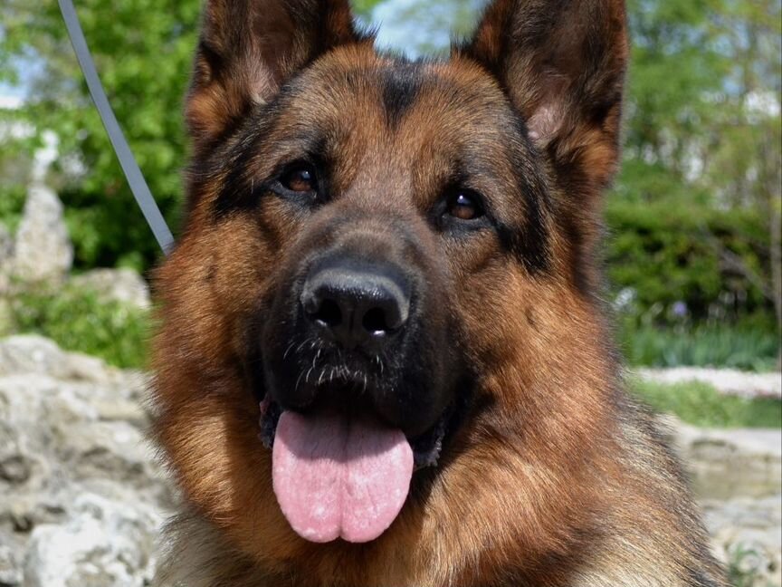 Щенки немецкой овчарки с документами