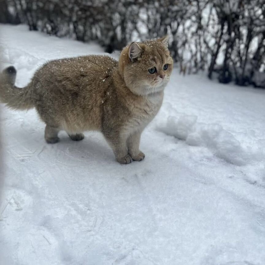 Кошка золотая шиншилла