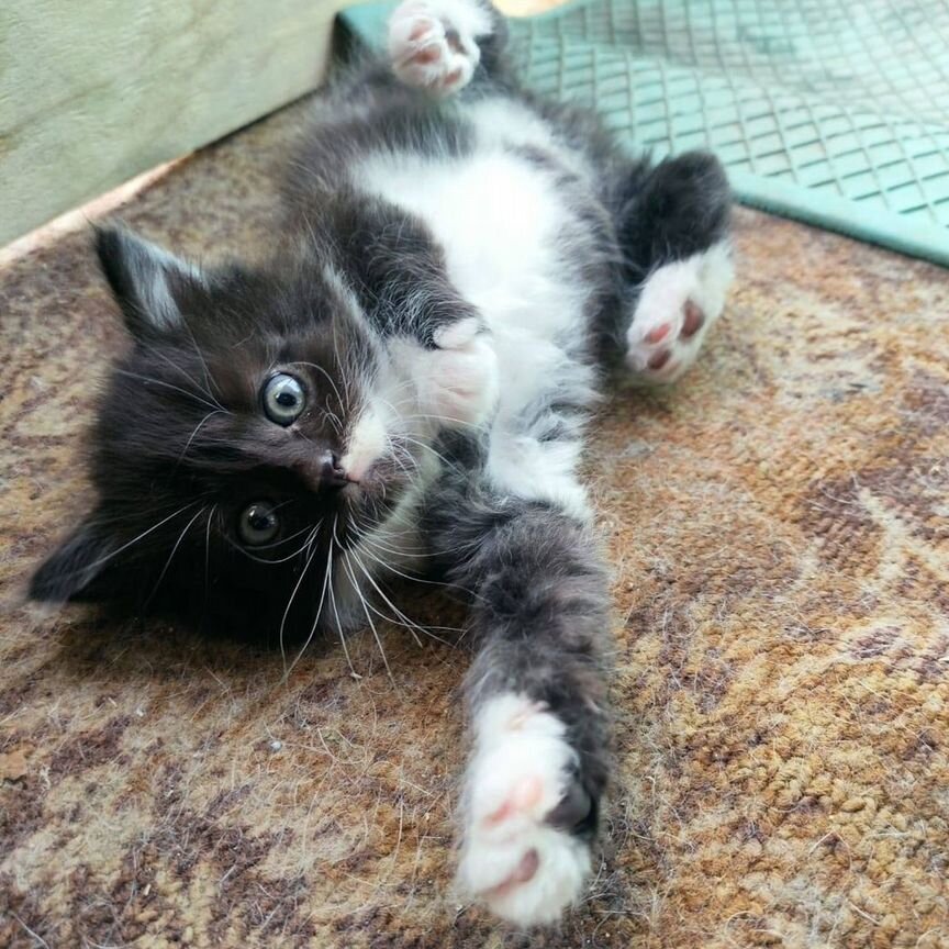 Котёнок в добрые руки