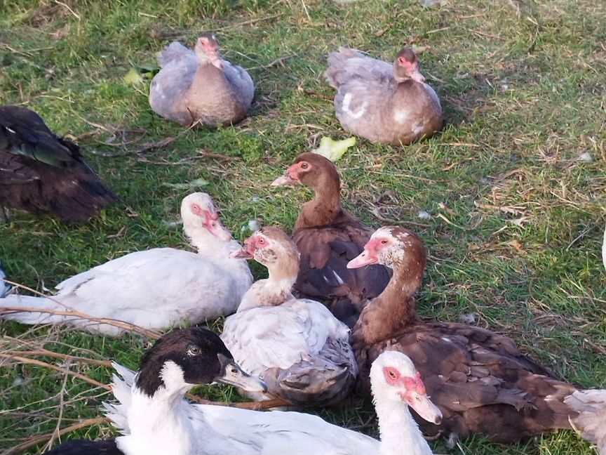 Мускусные утки