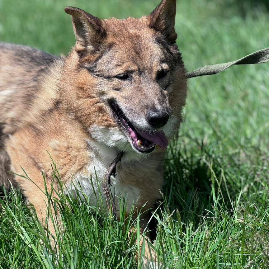 Собака 7 лет за решеткой хочет домой