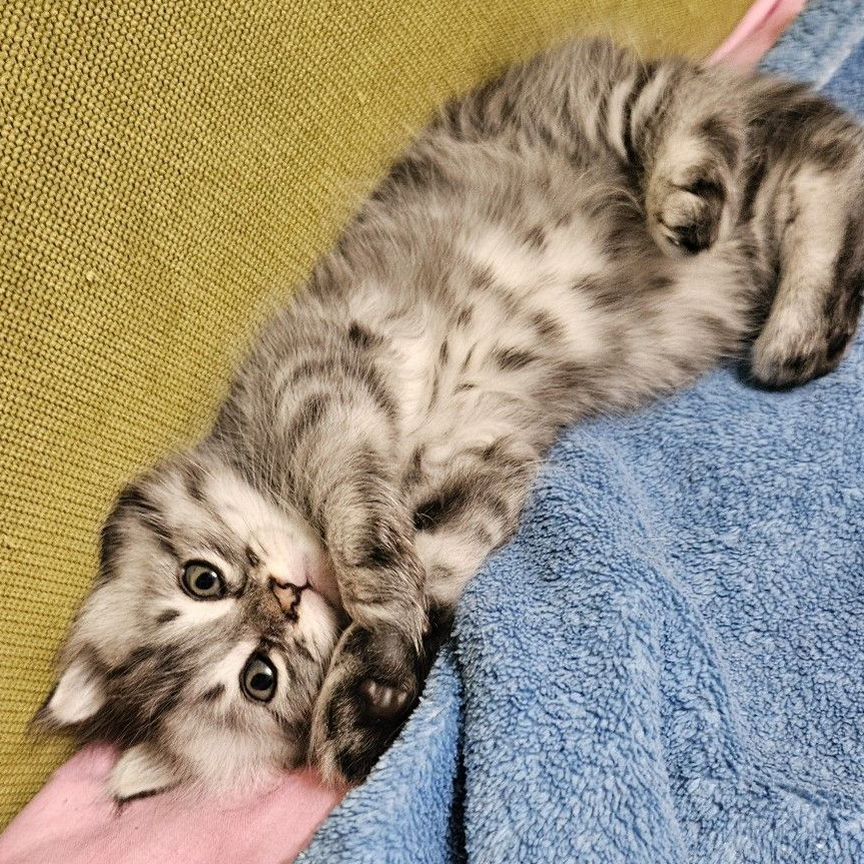 Шотландский вислоухий длинношёрстный котёнок
